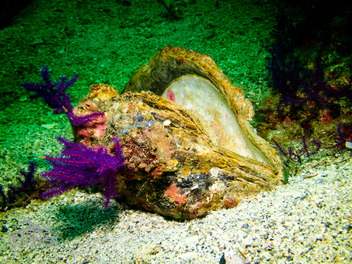 2019 Musandam Liveaboard | Sail Dive Explore