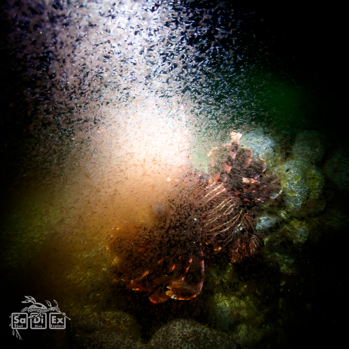 2019 Musandam Liveaboard | Sail Dive Explore