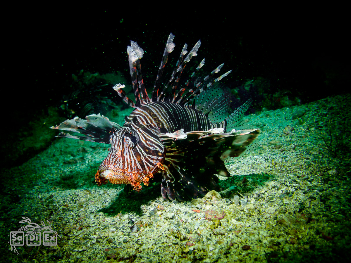 2019 Musandam Liveaboard | Sail Dive Explore